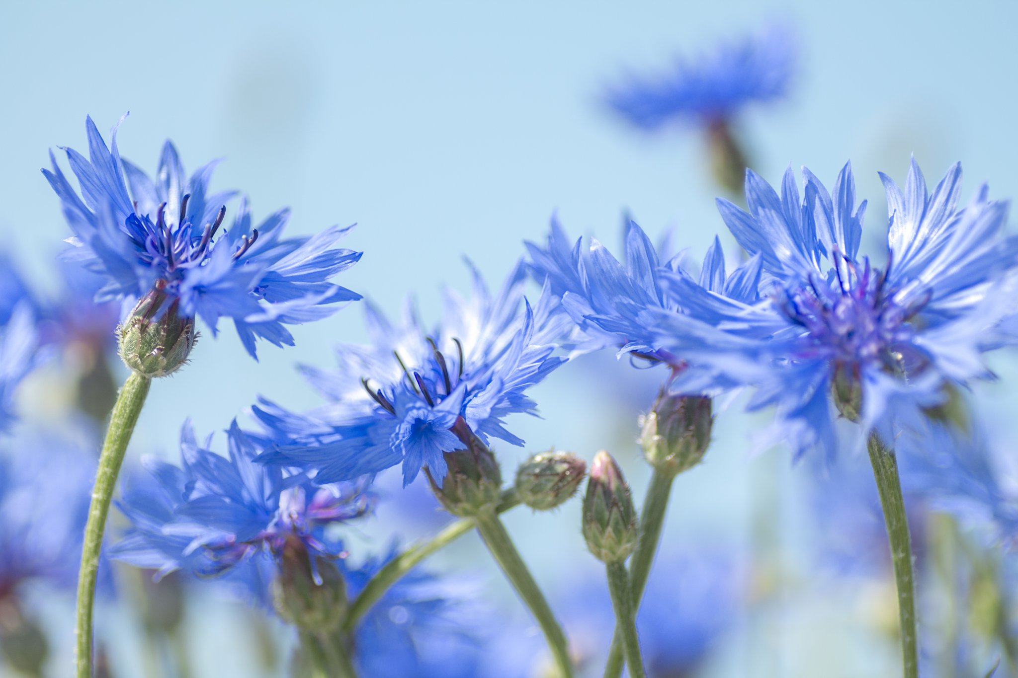 Johan Britz – Liberalerna