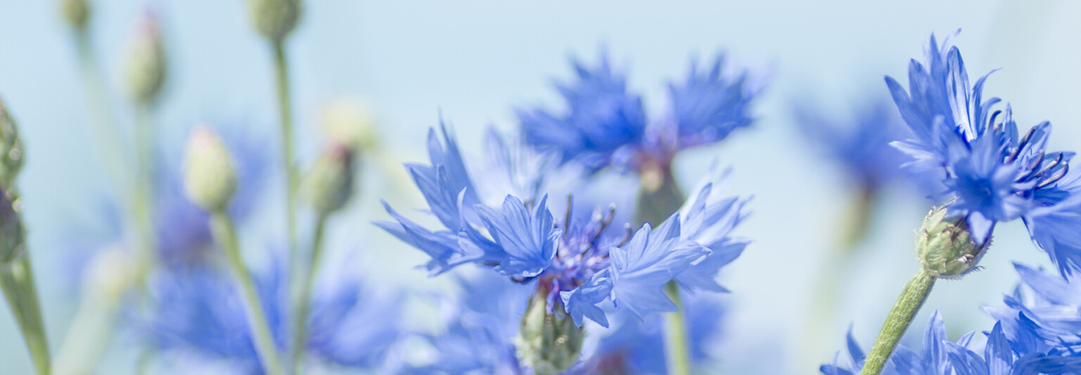 Simona Mohamsson håller tal i Almedalen – Liberalerna